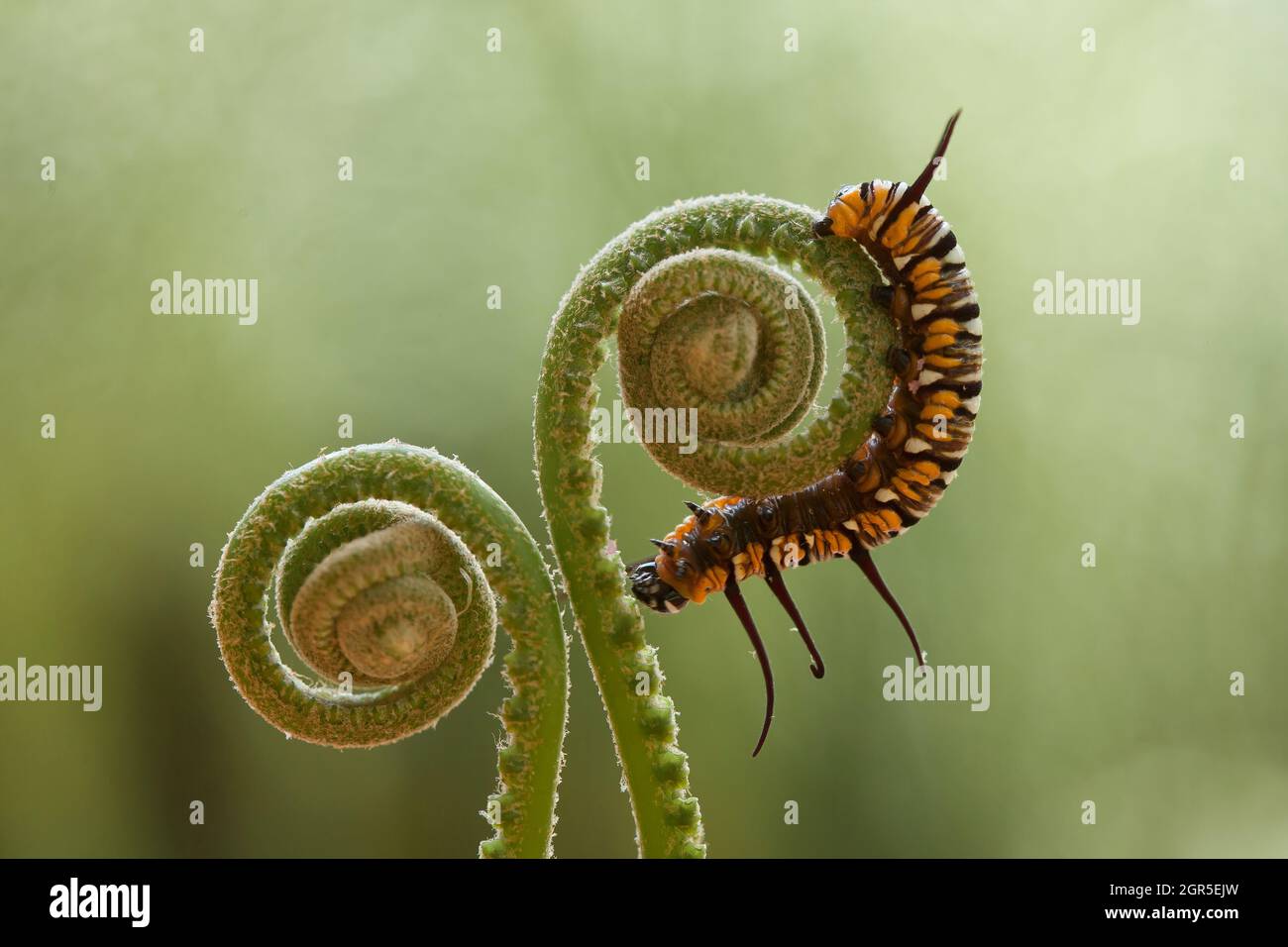Green caterpillar fern hi-res stock photography and images - Alamy
