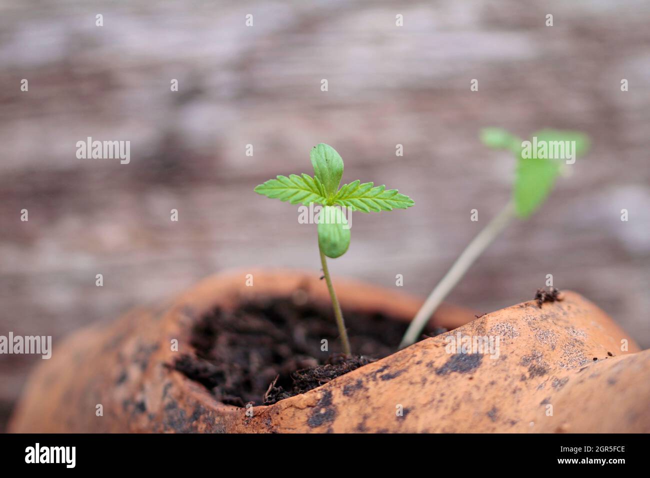 Cannabis sapling hi-res stock photography and images - Alamy