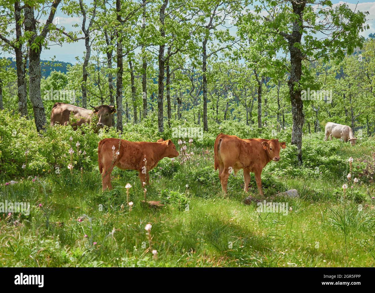 Cattle grazing in a green forest Stock Photo - Alamy