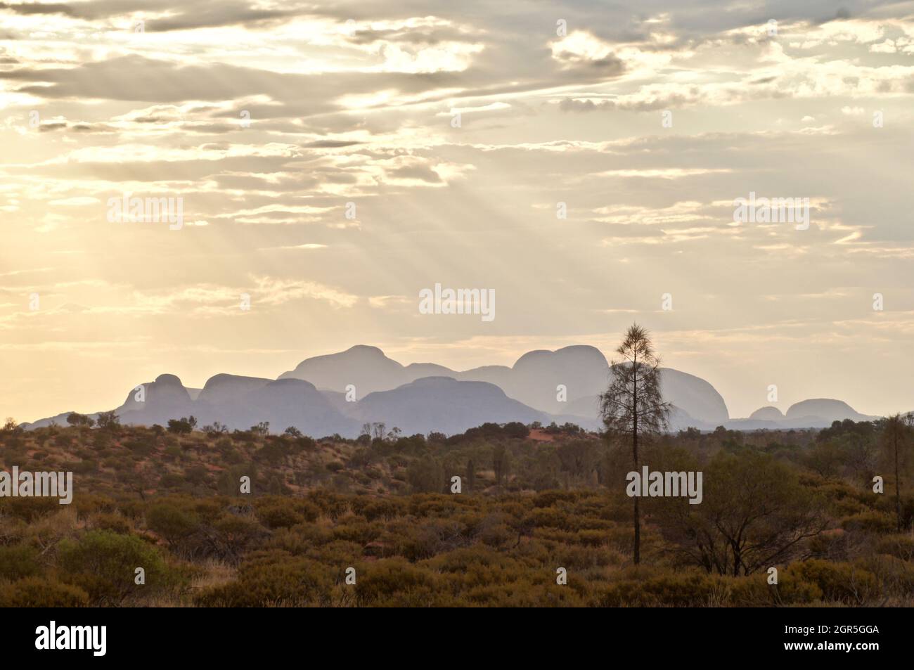 Australian desert cactus hi-res stock photography and images - Alamy