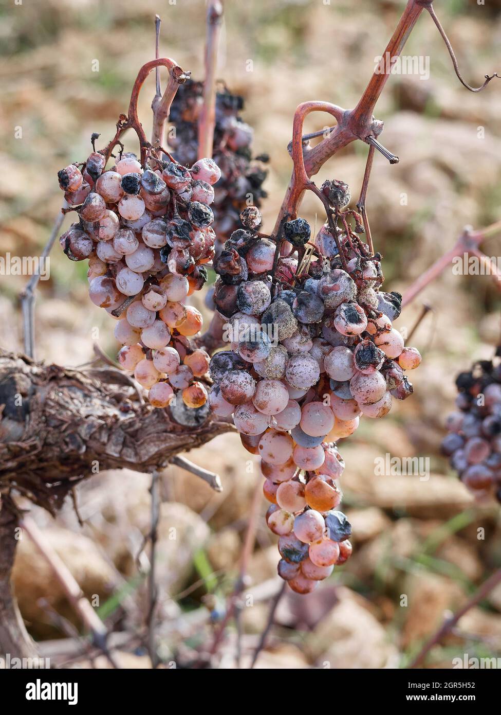 Selective closeup of the rotten grape bunch on a vine Stock Photo - Alamy