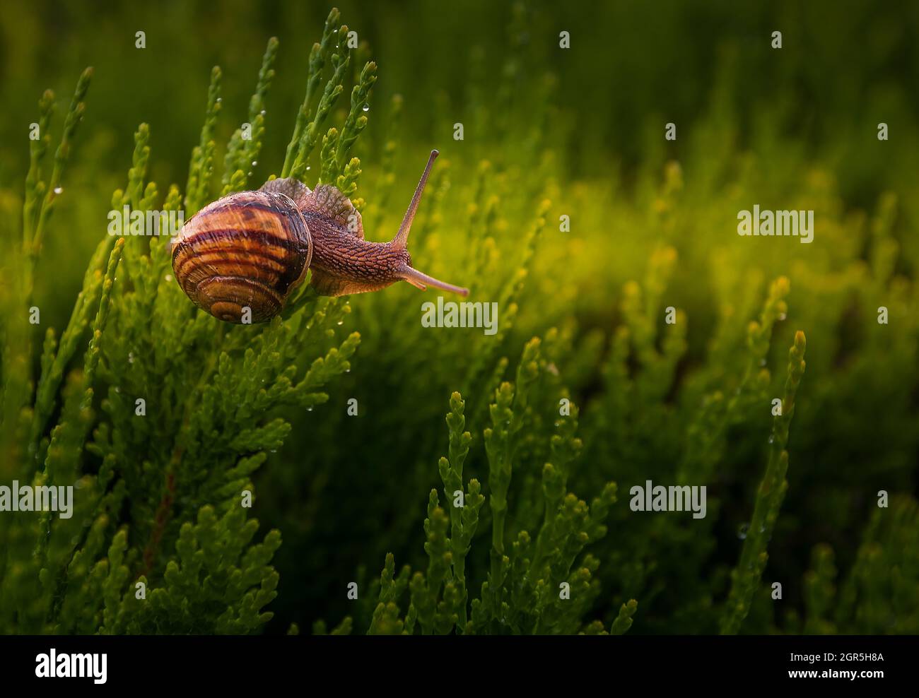 Snails walk hi-res stock photography and images - Alamy