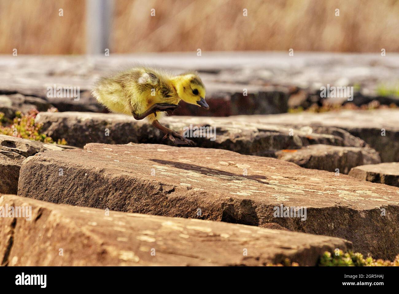 Goose jumping hi-res stock photography and images - Alamy