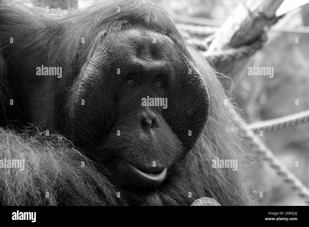Monkey looking into camera lens hi-res stock photography and images - Alamy
