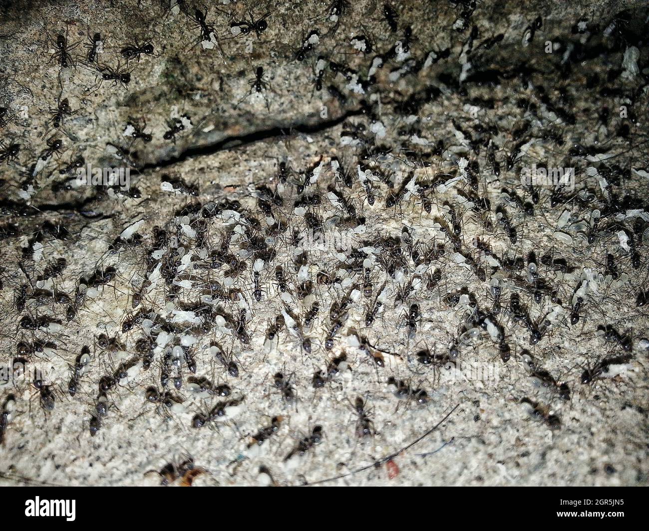 Ant carrying egg hi-res stock photography and images - Alamy
