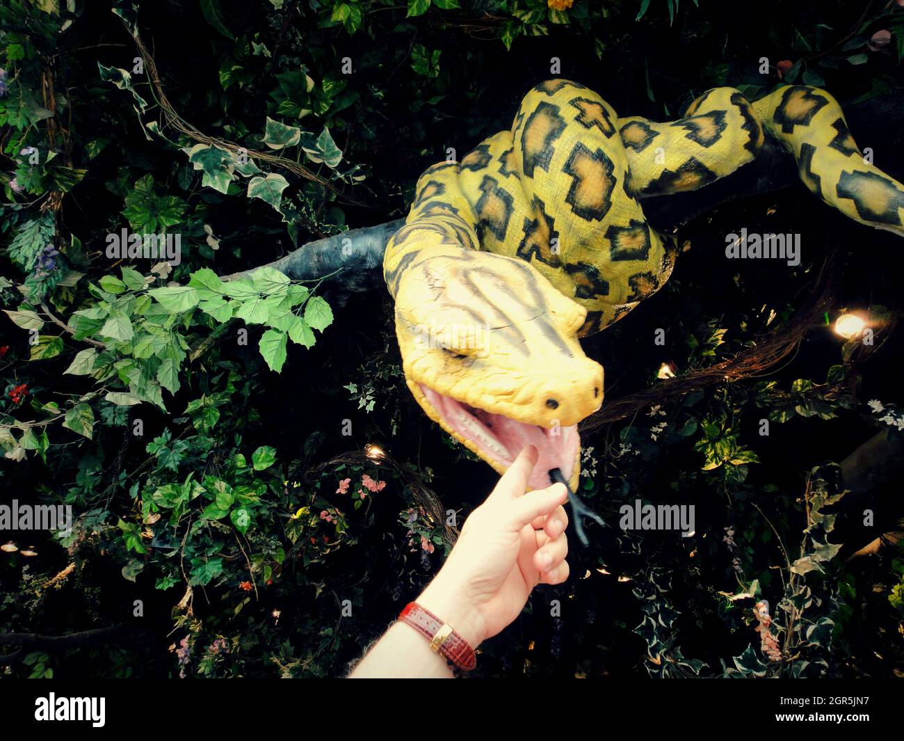 Snake ready to bite hi-res stock photography and images - Alamy