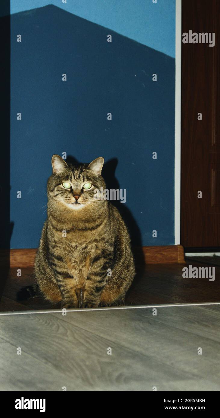 Cats eyes reflection night hi-res stock photography and images - Alamy