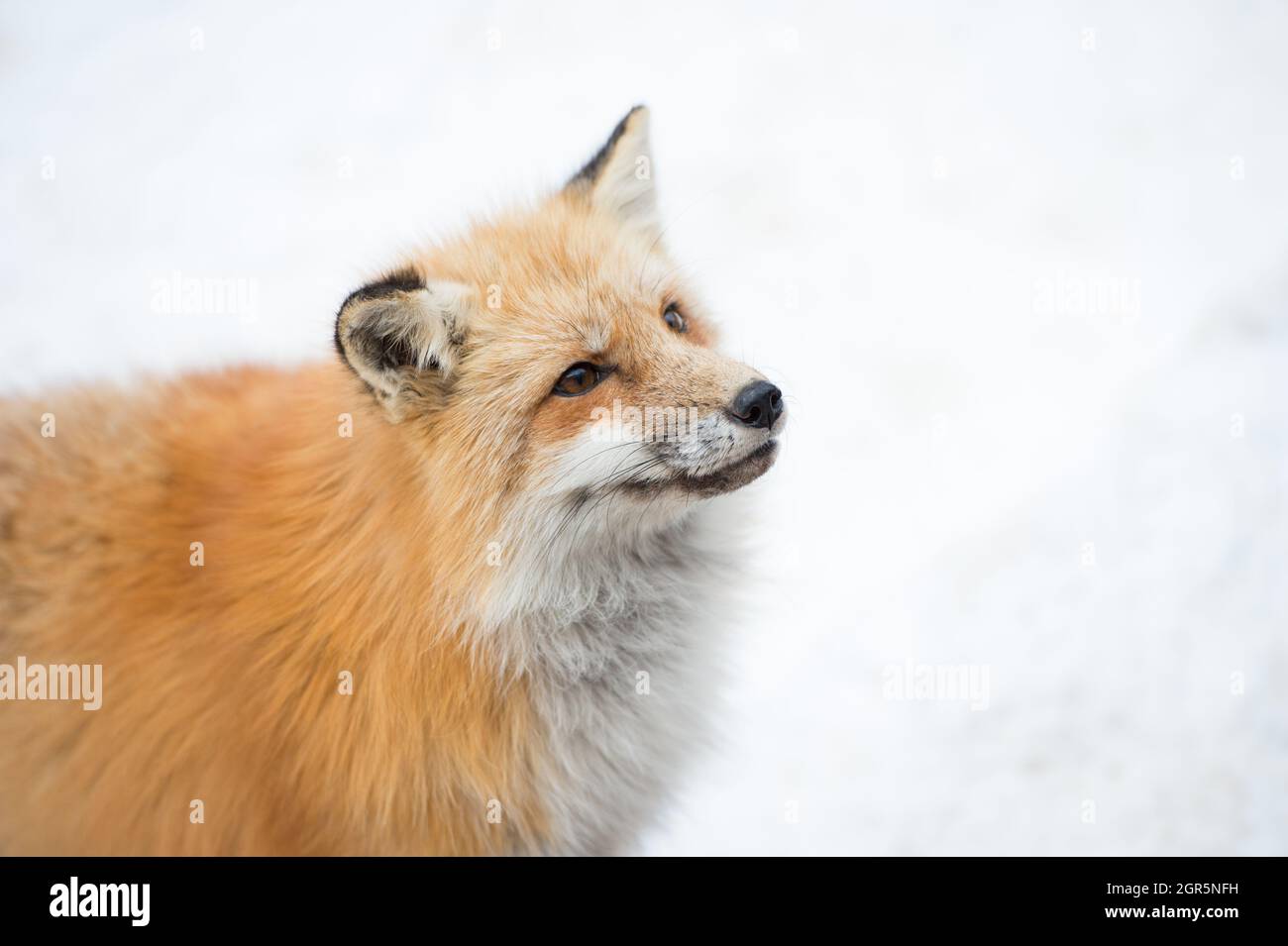 Red fox close up profile view hi-res stock photography and images - Alamy
