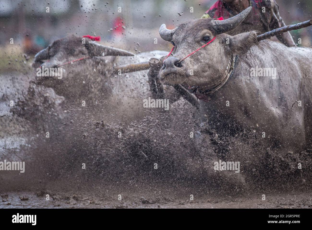 Buffalo race hi-res stock photography and images - Alamy