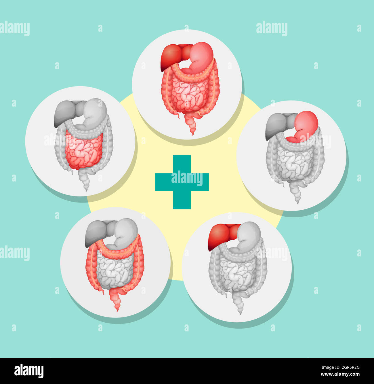 Human body organs diagram hi-res stock photography and images - Alamy