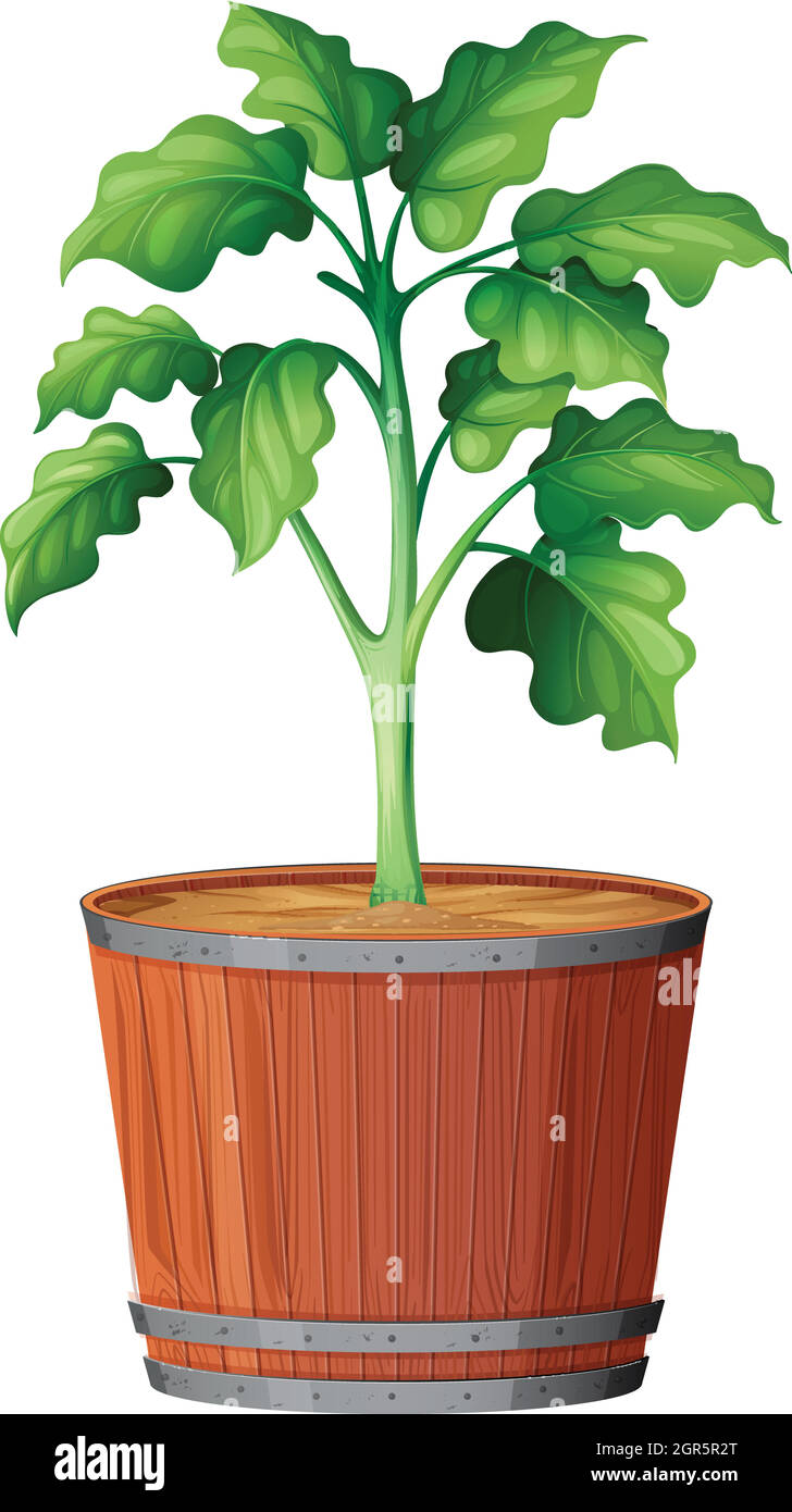 Plant Growing the Pot Stock Vector Image & Art - Alamy