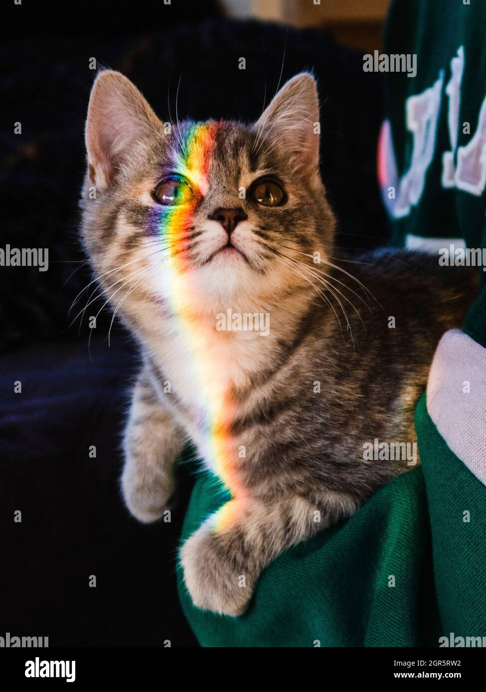 Rainbow cat hi-res stock photography and images - Alamy
