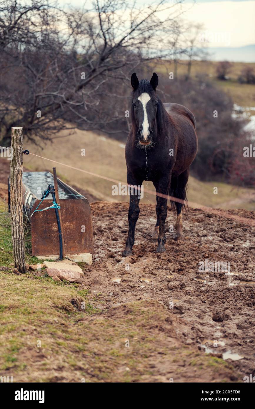 Dirty mane hi-res stock photography and images - Alamy