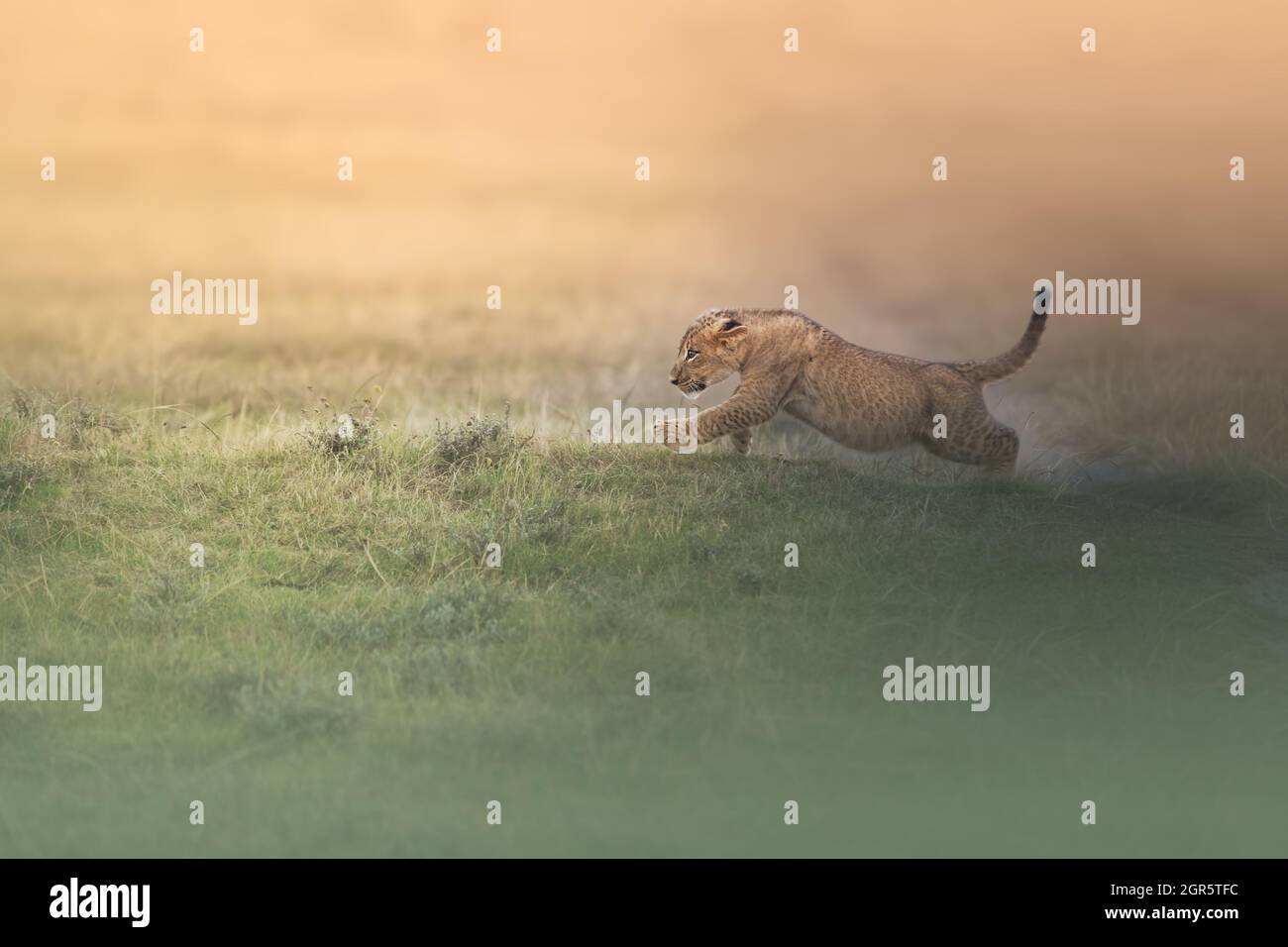 Lion cub running hi-res stock photography and images - Alamy