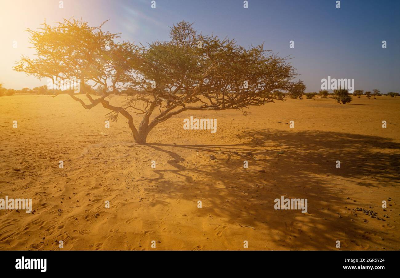 Sudan Desert Tree High Resolution Stock Photography and Images - Alamy