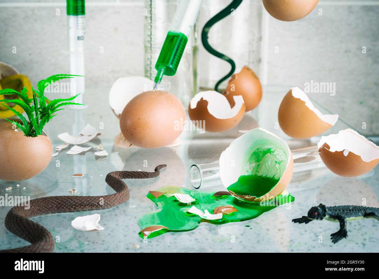 Snake shells hi-res stock photography and images - Alamy