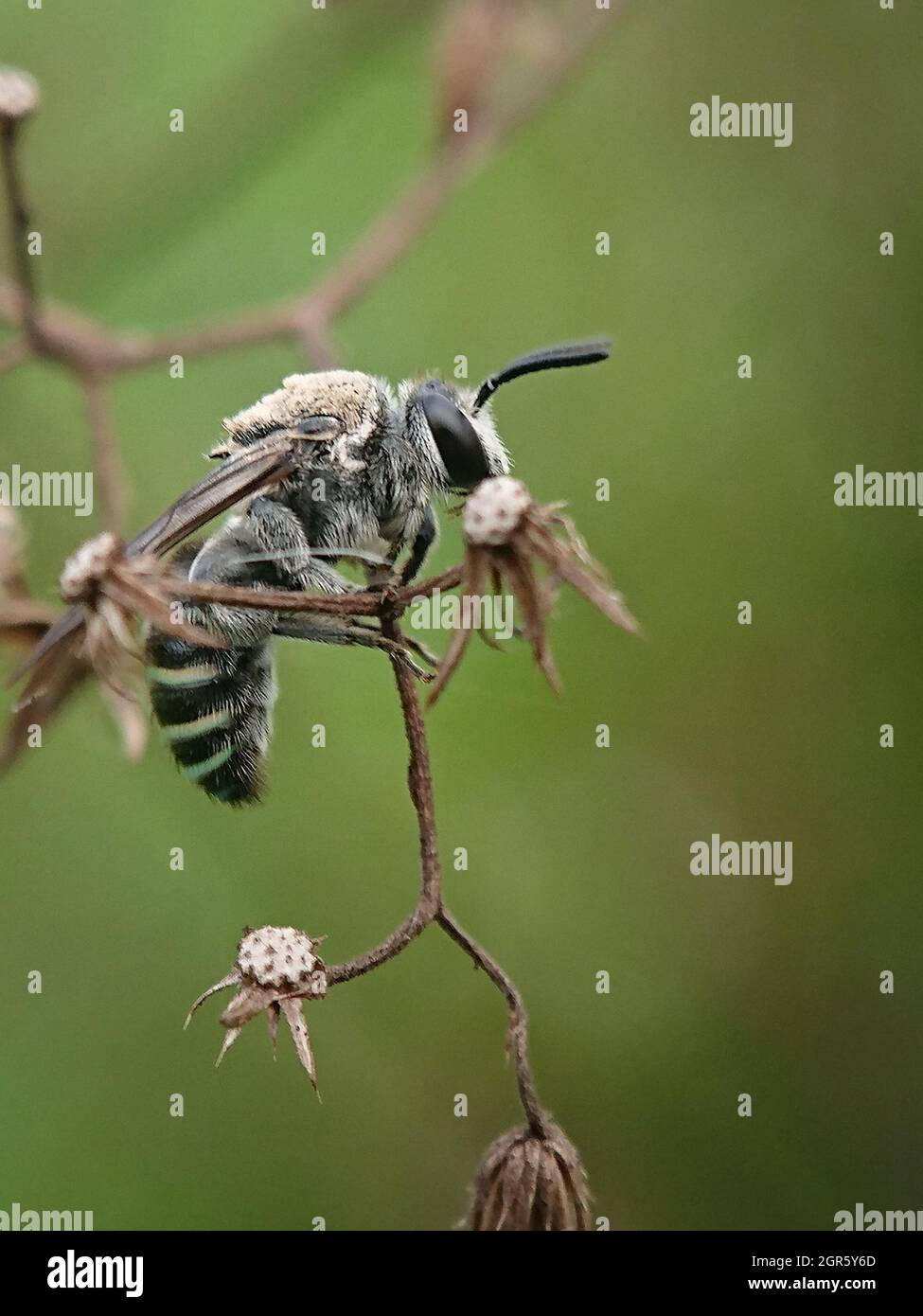 Bees behind hi-res stock photography and images - Alamy