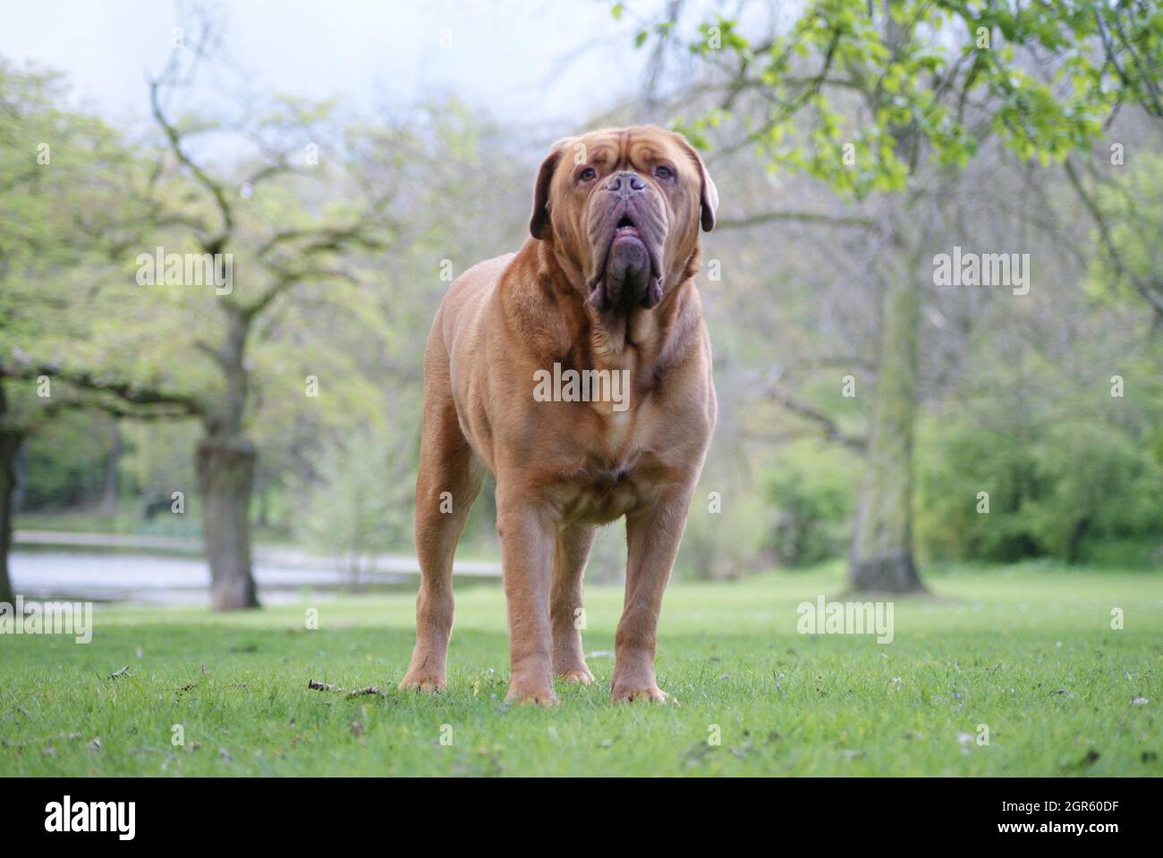 Close up shot of a big and beautiful brown dog standing on the grass of ...