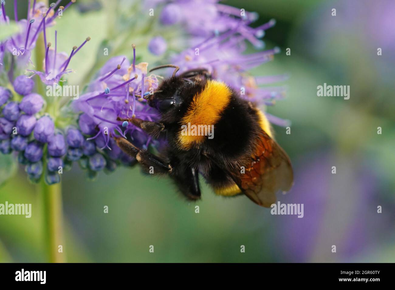 Closeup on a queen buff-tailed or large earth bumblebee, Bombus ...