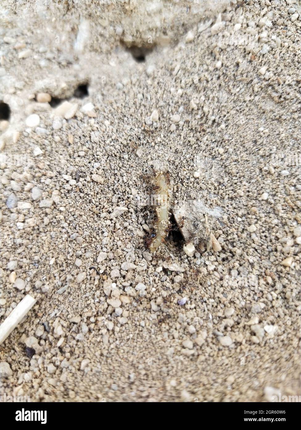 Selective of ants carrying food into their anthill Stock Photo - Alamy