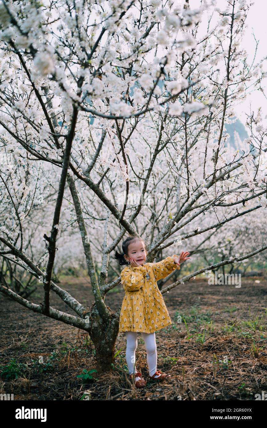 Baby plum tree hi-res stock photography and images - Alamy