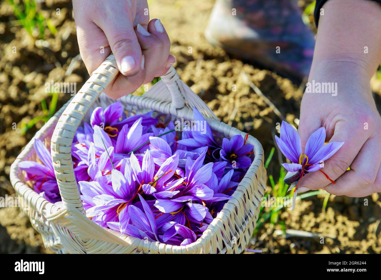Saffron Farm
