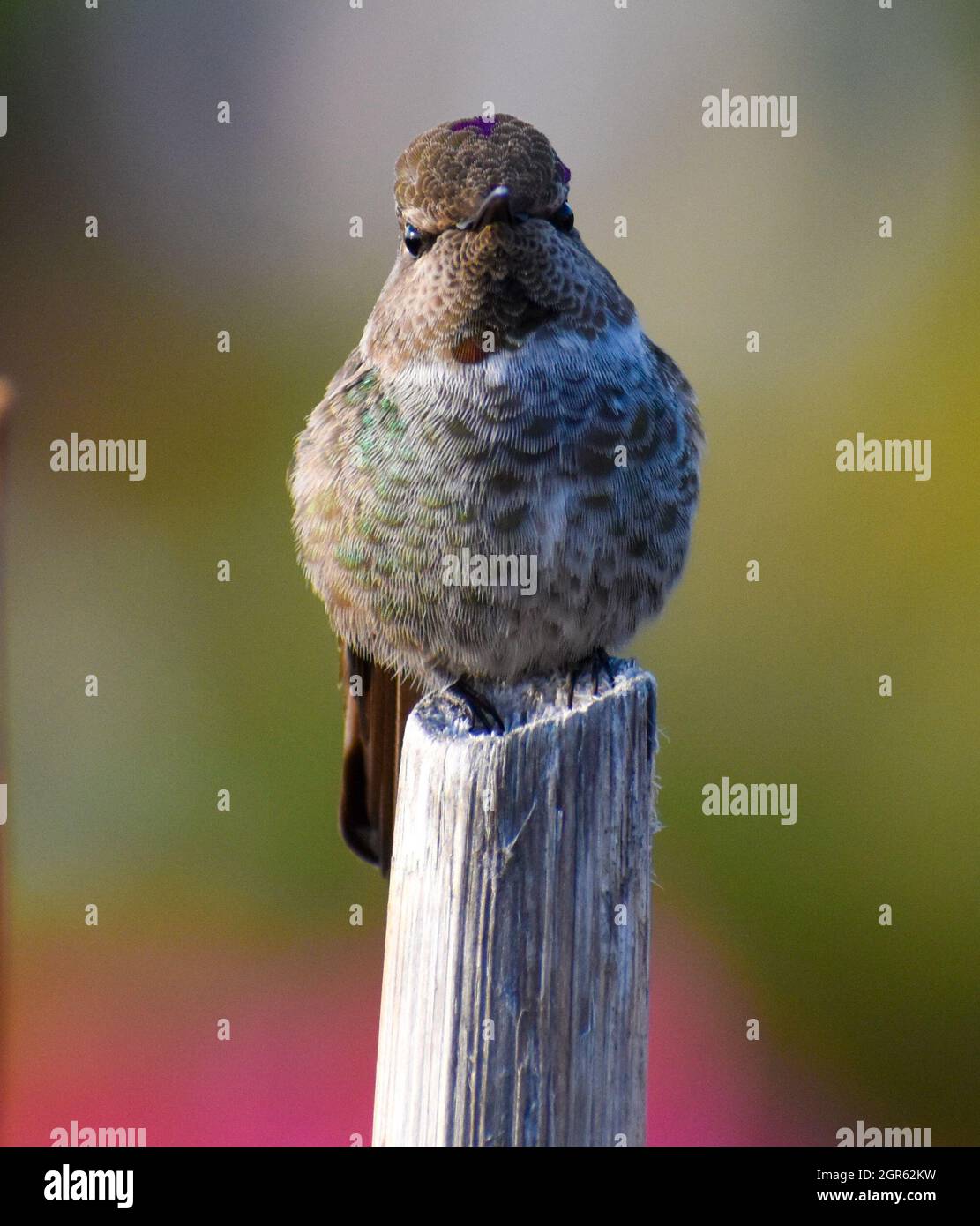 Puffy bird hi-res stock photography and images - Alamy