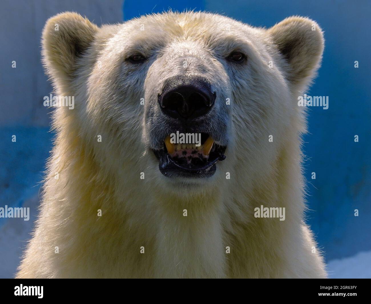 Animal anger hi-res stock photography and images - Alamy