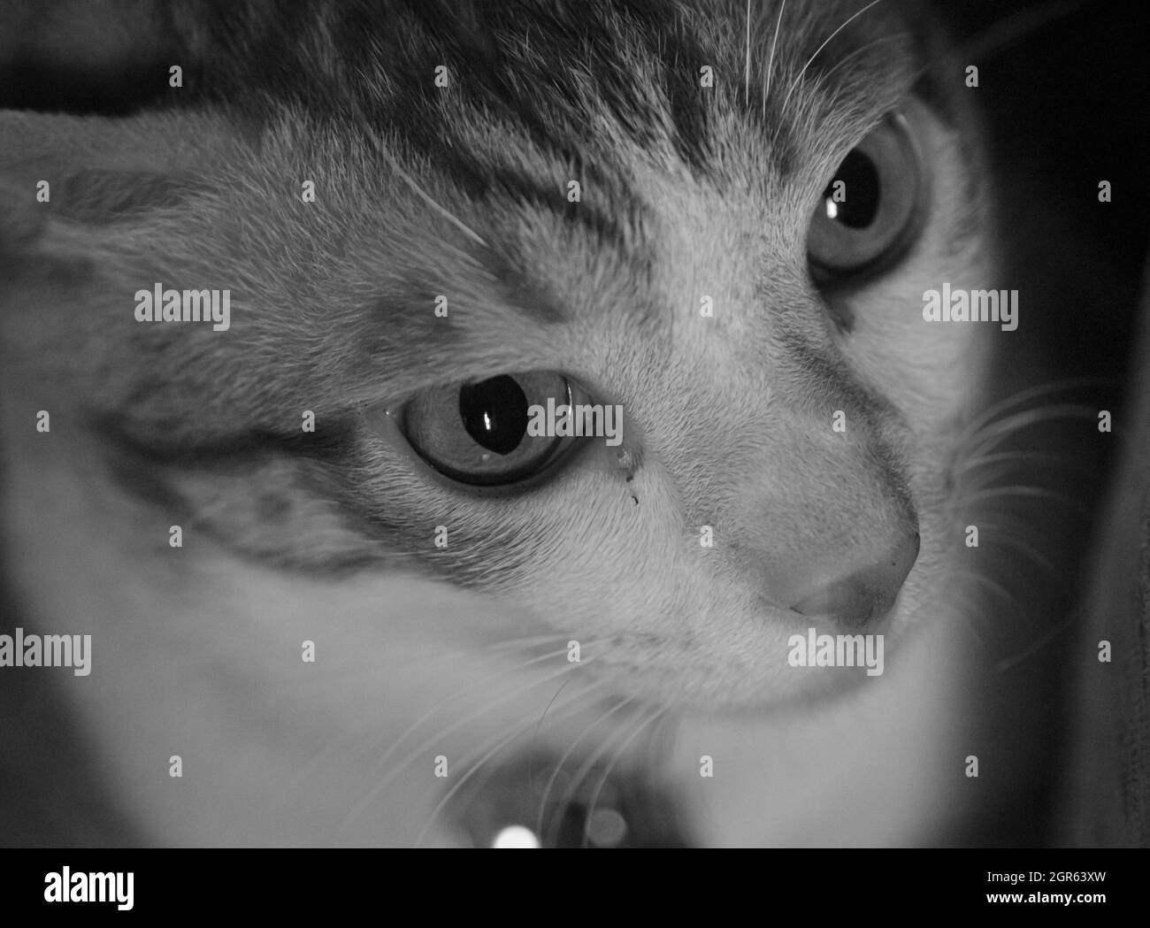 Muppet cat hi-res stock photography and images - Alamy