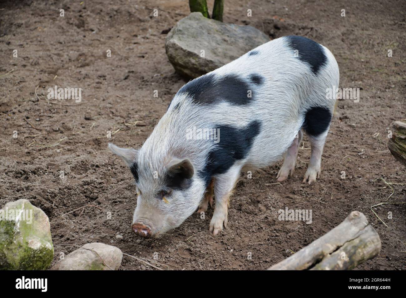 Pig at zoo hi-res stock photography and images - Alamy