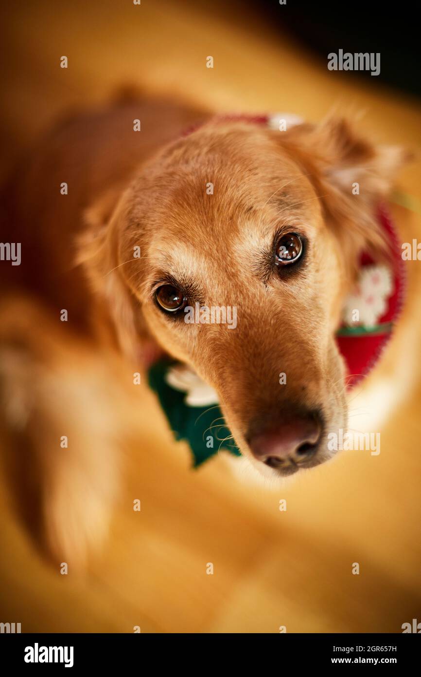 Guilty Looking Retriever High Resolution Stock Photography and Images ...
