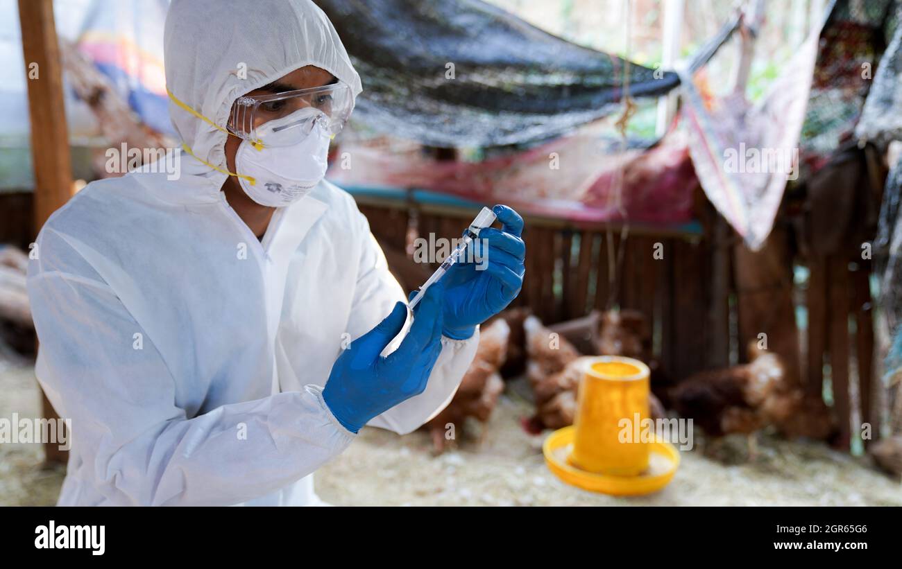 Poultry vaccination hi-res stock photography and images - Alamy