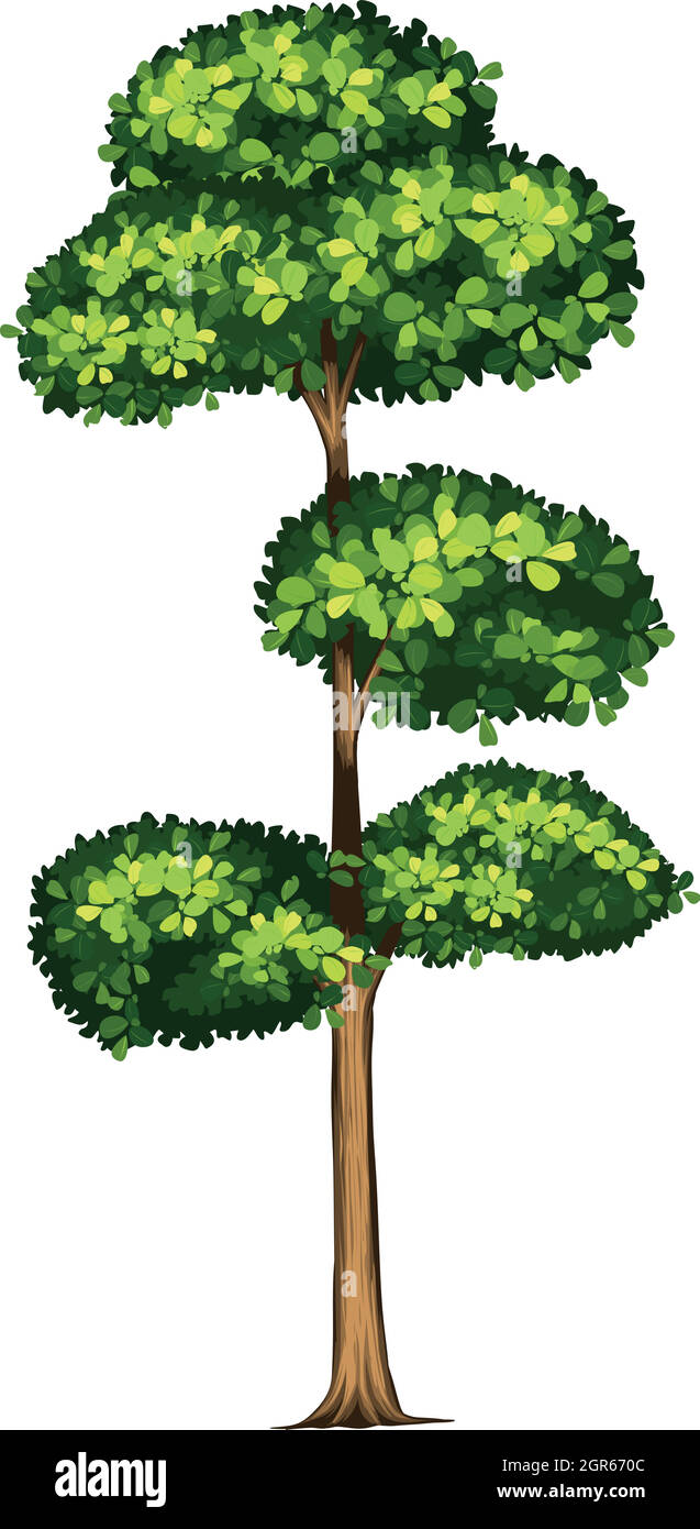 Tall tree white background Stock Vector Image & Art - Alamy