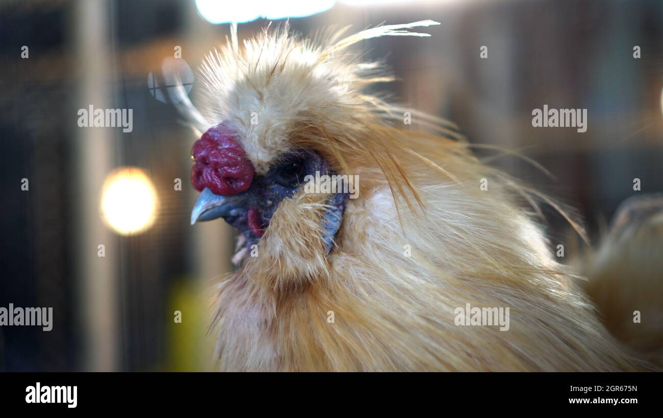 Silkie chicken male hi-res stock photography and images - Alamy
