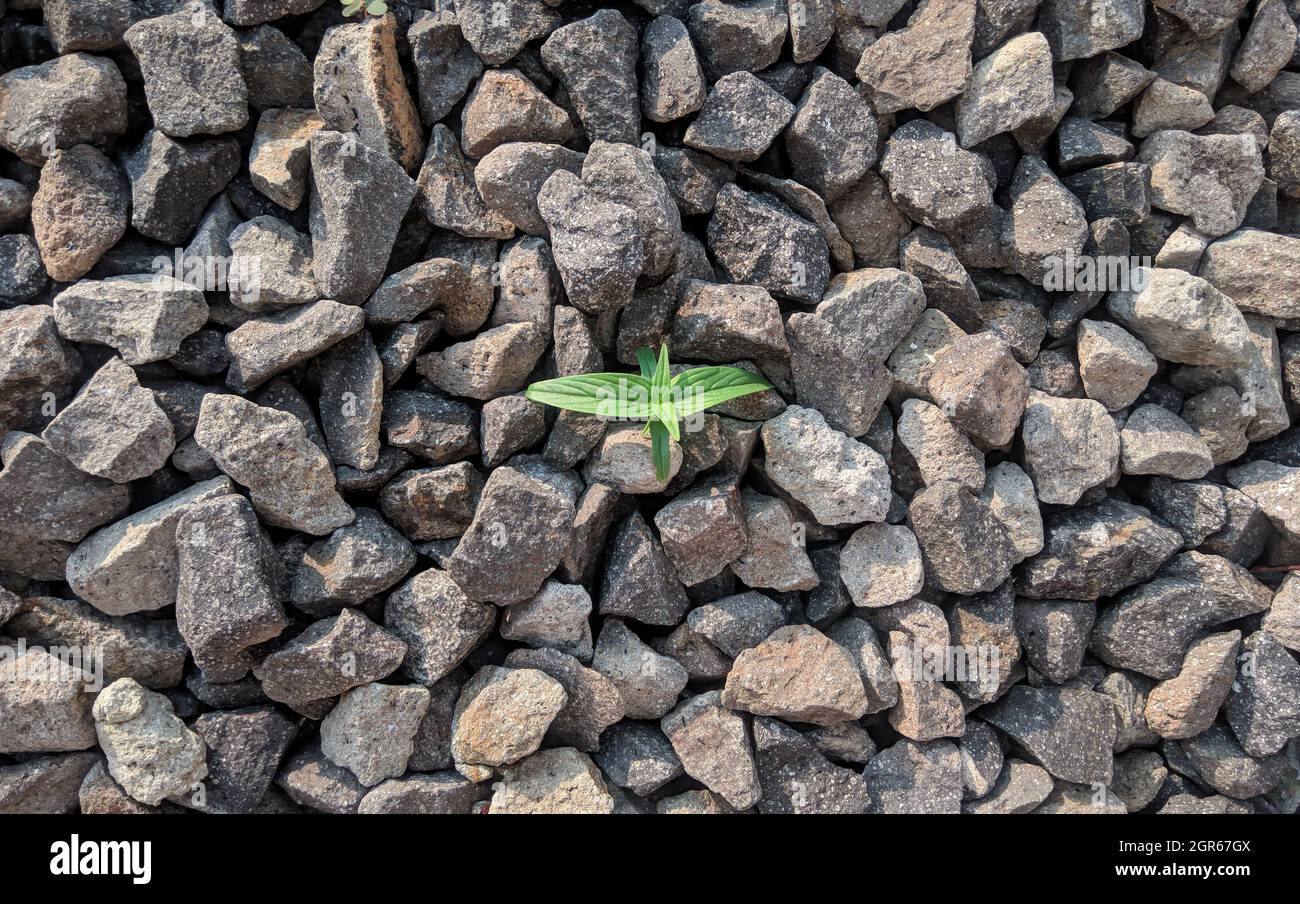 Plants growing between rocks hi-res stock photography and images - Alamy