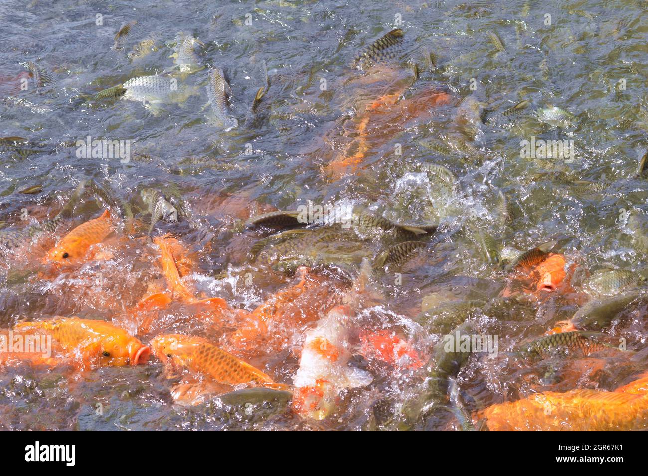 fish in the water Stock Photo - Alamy