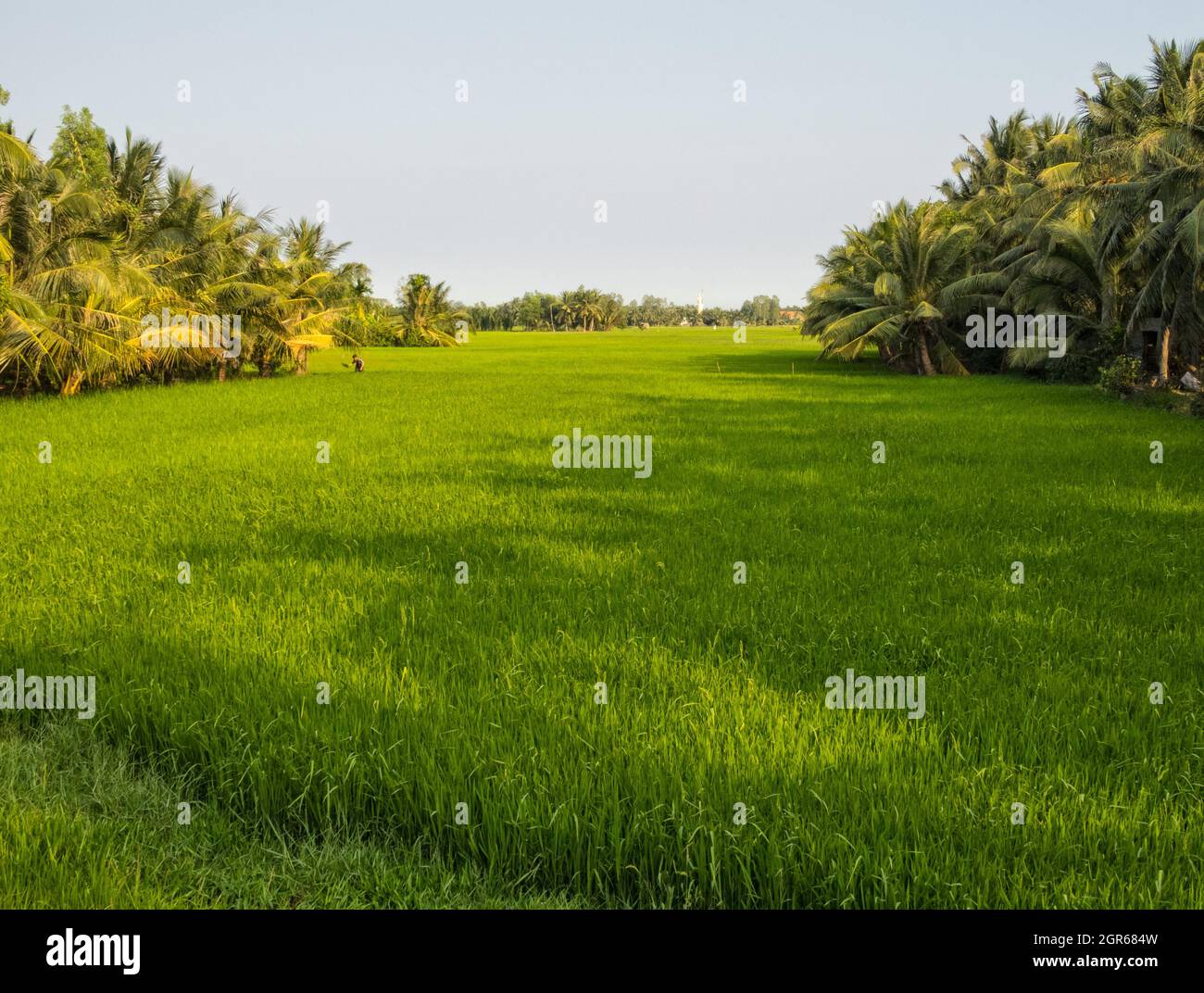 Lush green rice hi-res stock photography and images - Alamy