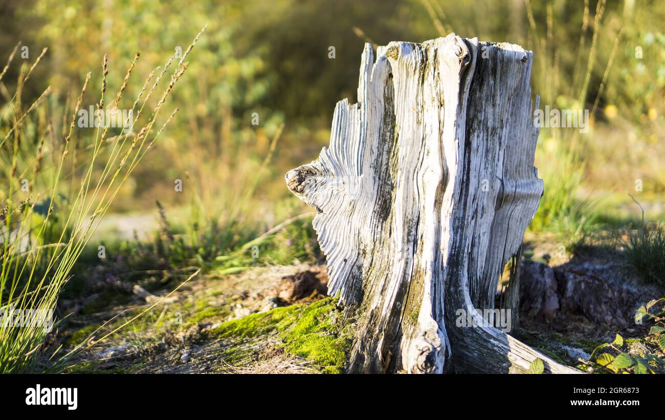 Closeup of an old rotten tree stump in a field under the sunlight Stock ...