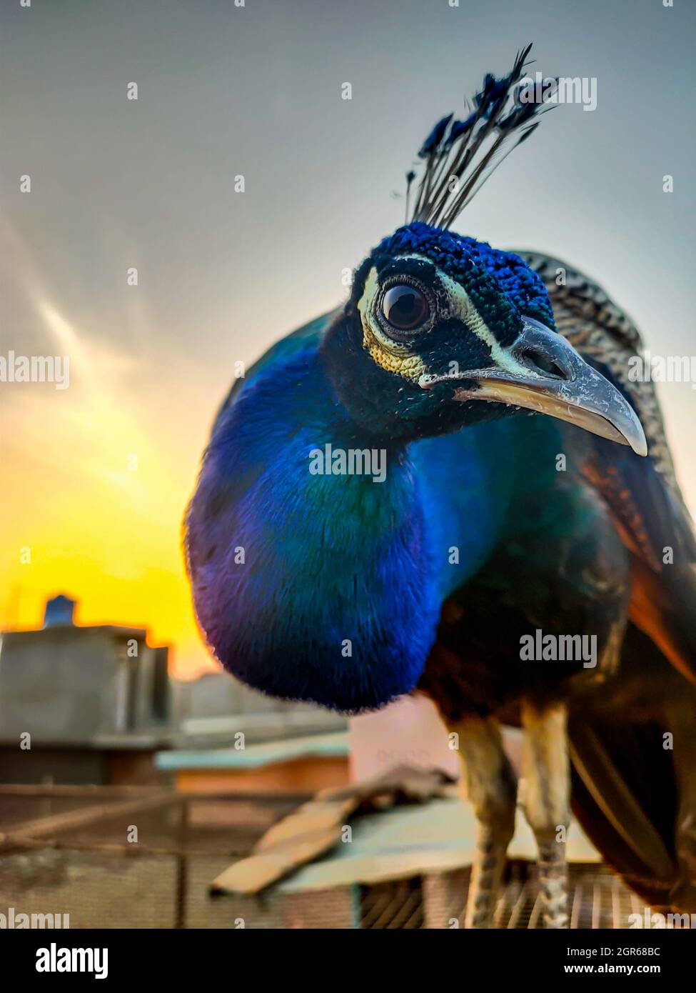 Peacock at bird feeder hi-res stock photography and images - Alamy