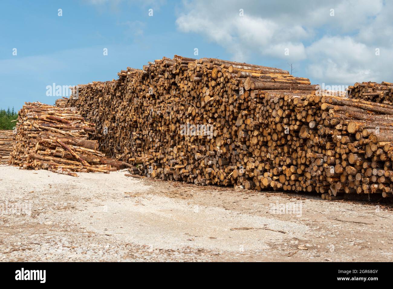 A stack or stockpile of spruce wood logs neatly piled. The logging ...