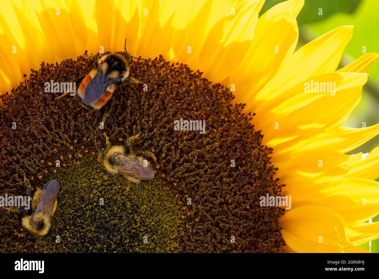 Multiple honey bees perched on the tiny blossoms in the center of a ...