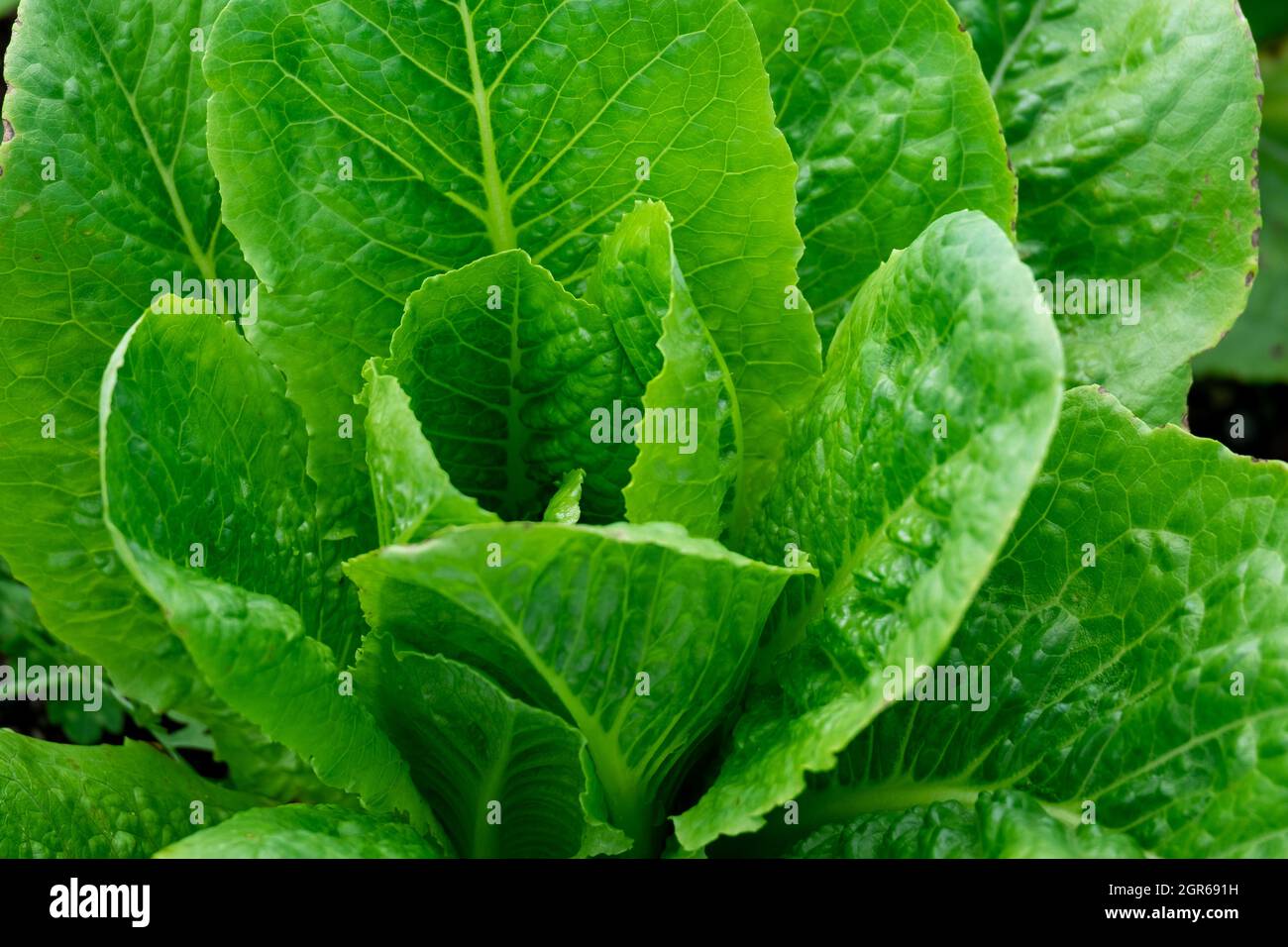 A single large healthy raw head of organic romaine lettuce growing in a ...