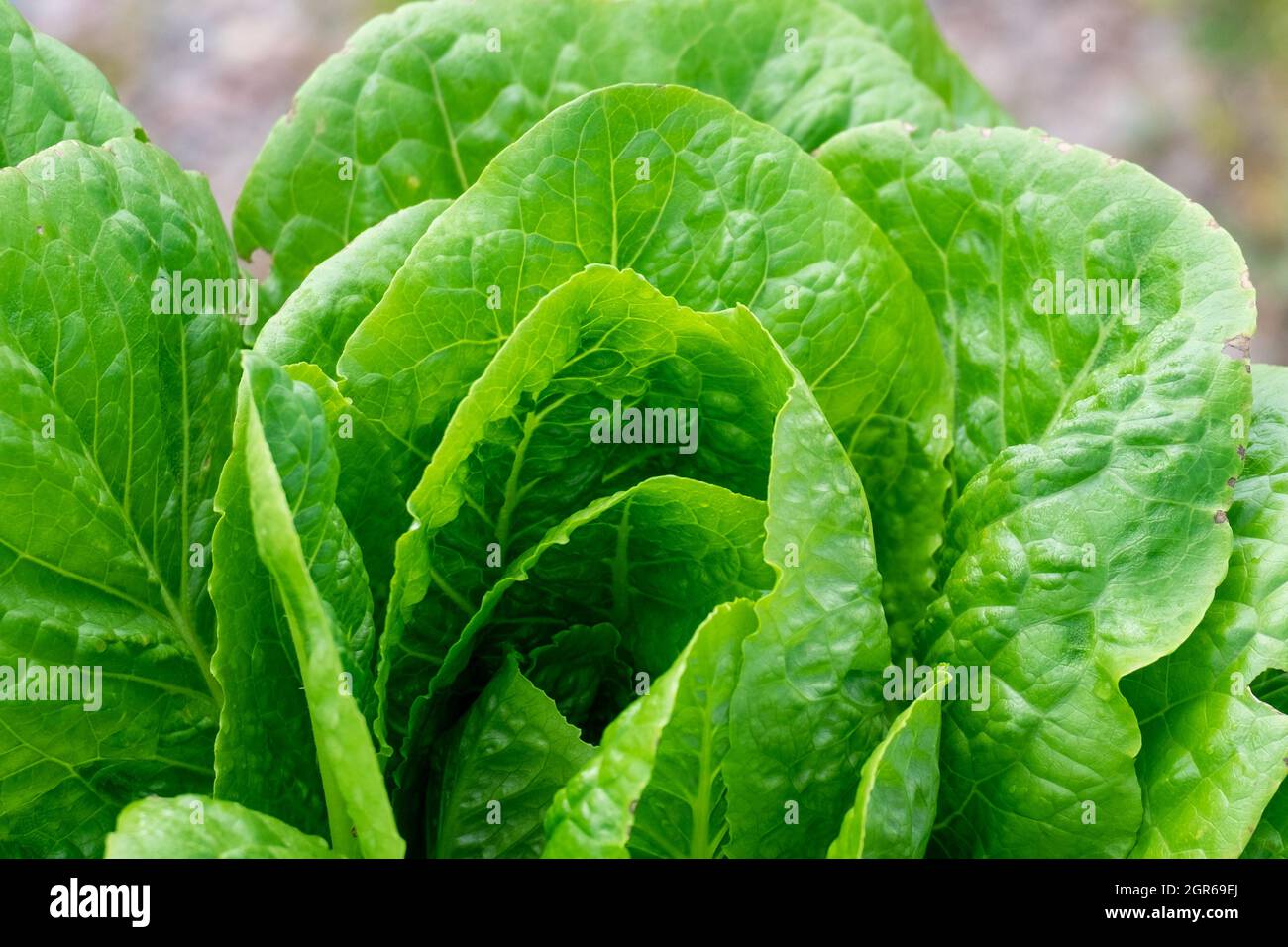 Lettuce Head Growing