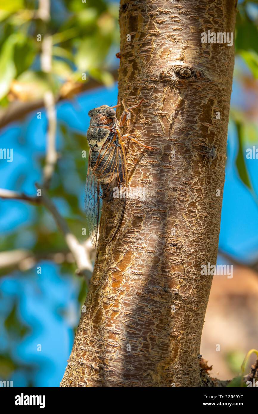 Cicada bug on birch tree trunk Stock Photo - Alamy