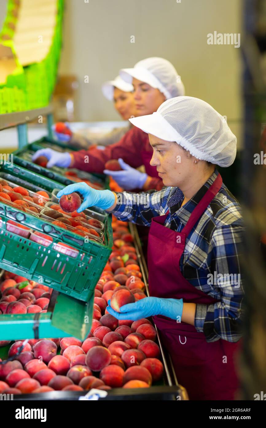 Women workers soring peaches Stock Photo - Alamy