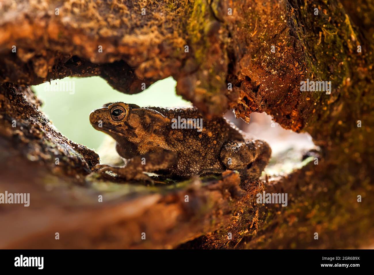 Rough tree frog hi-res stock photography and images - Alamy