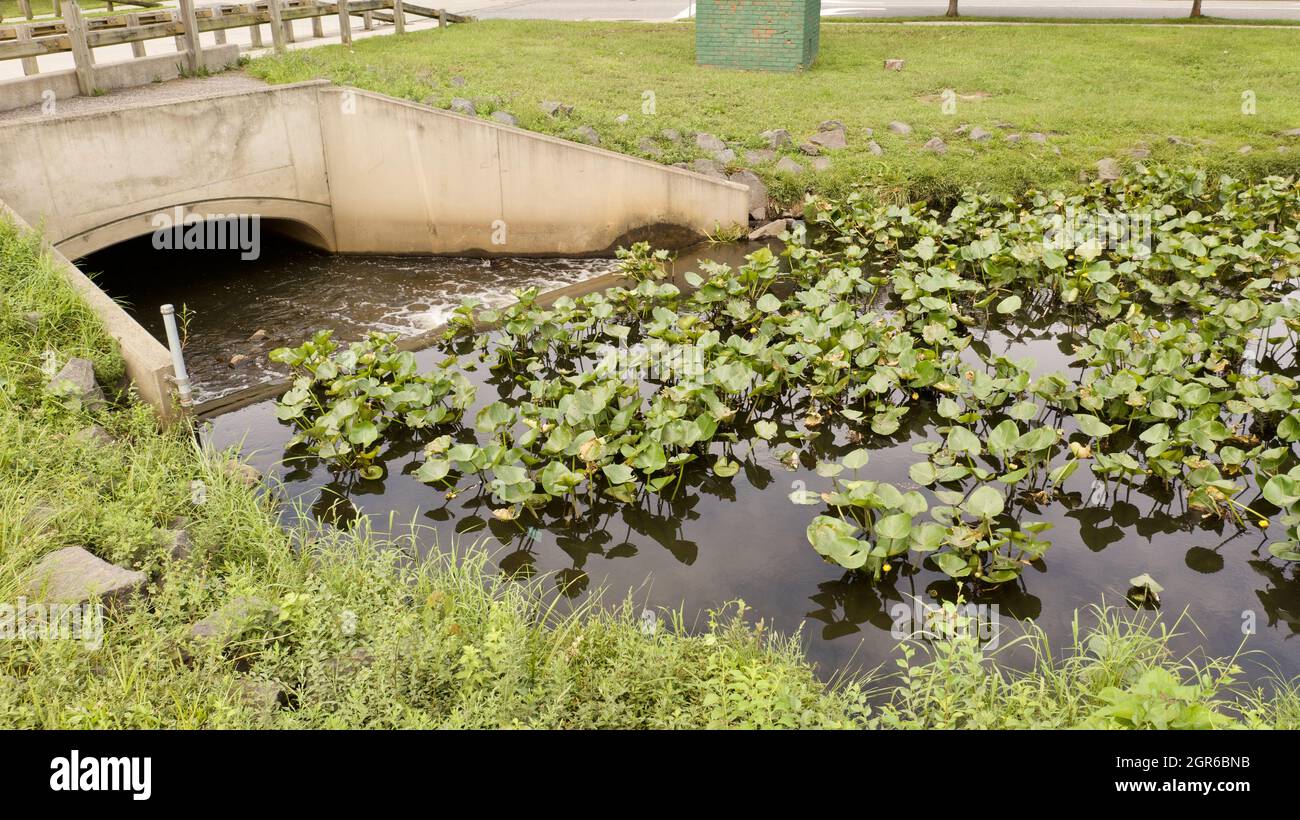Stream with aquatic plants in a park in Valley Stream, New York, USA ...