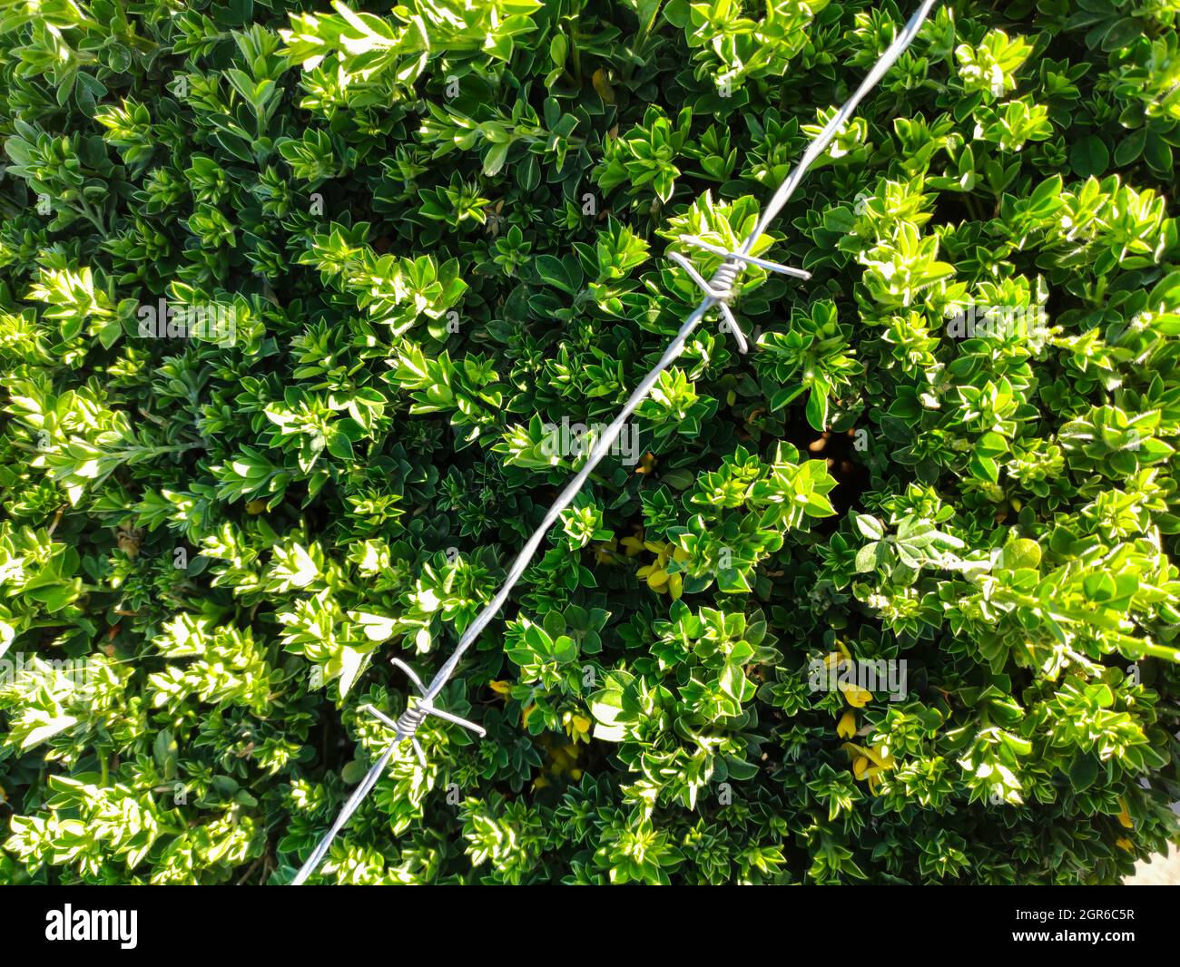 Top view of green plants Stock Photo - Alamy