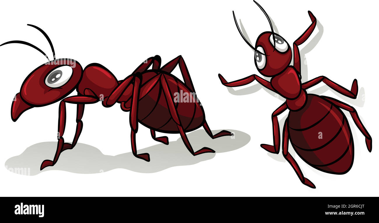 Simple red ants on white Stock Vector Image & Art - Alamy
