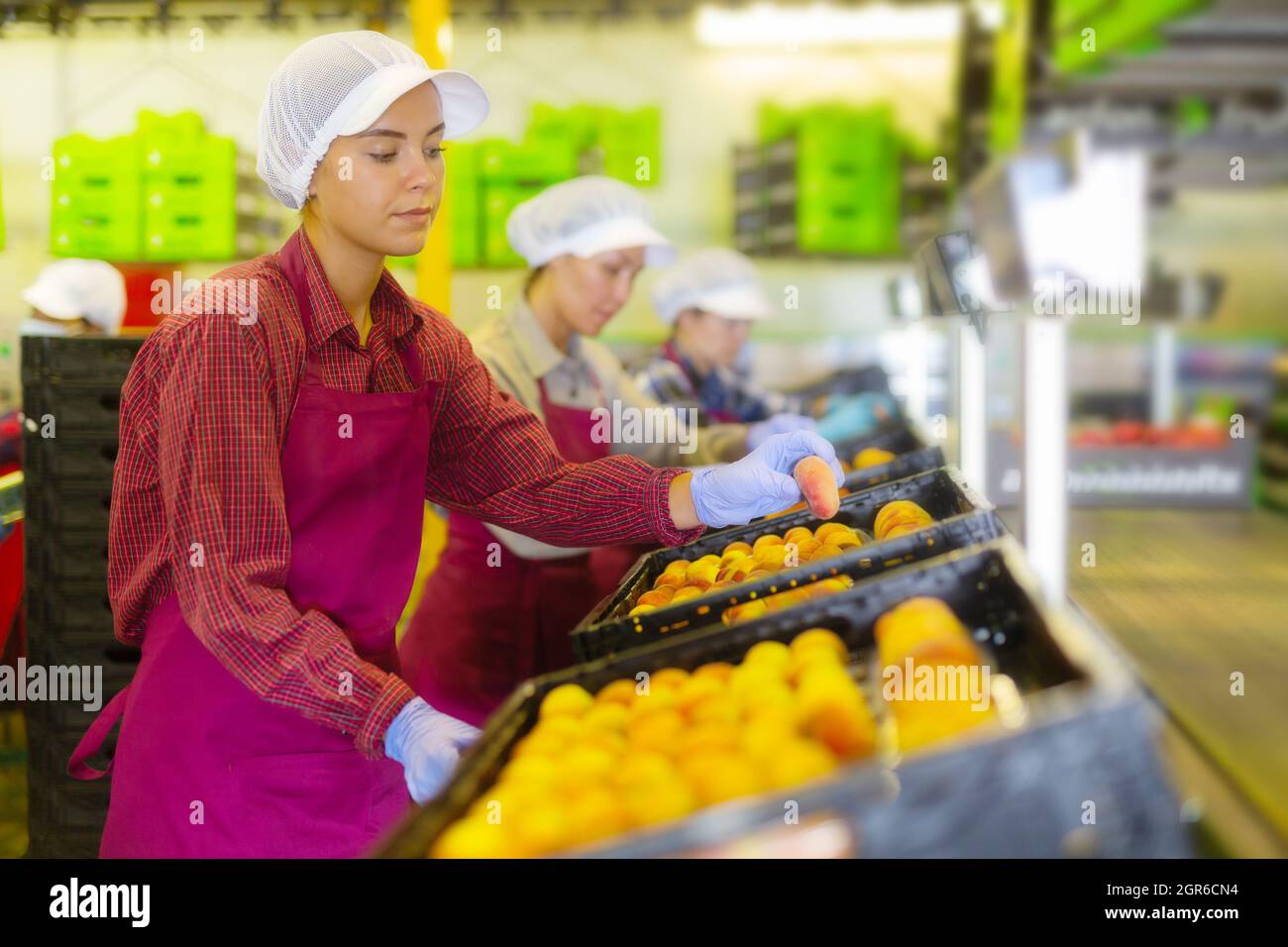 Three women working in sorting room Stock Photo - Alamy